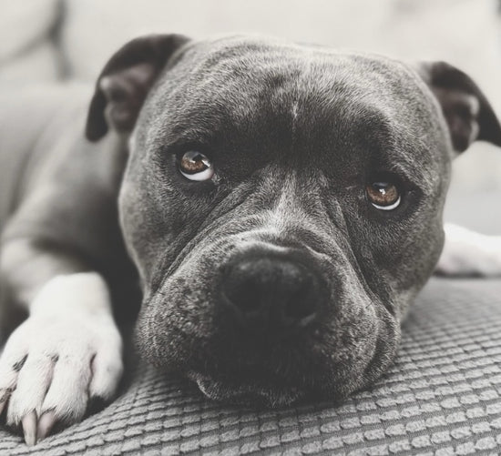 Bossy Bully Homepage